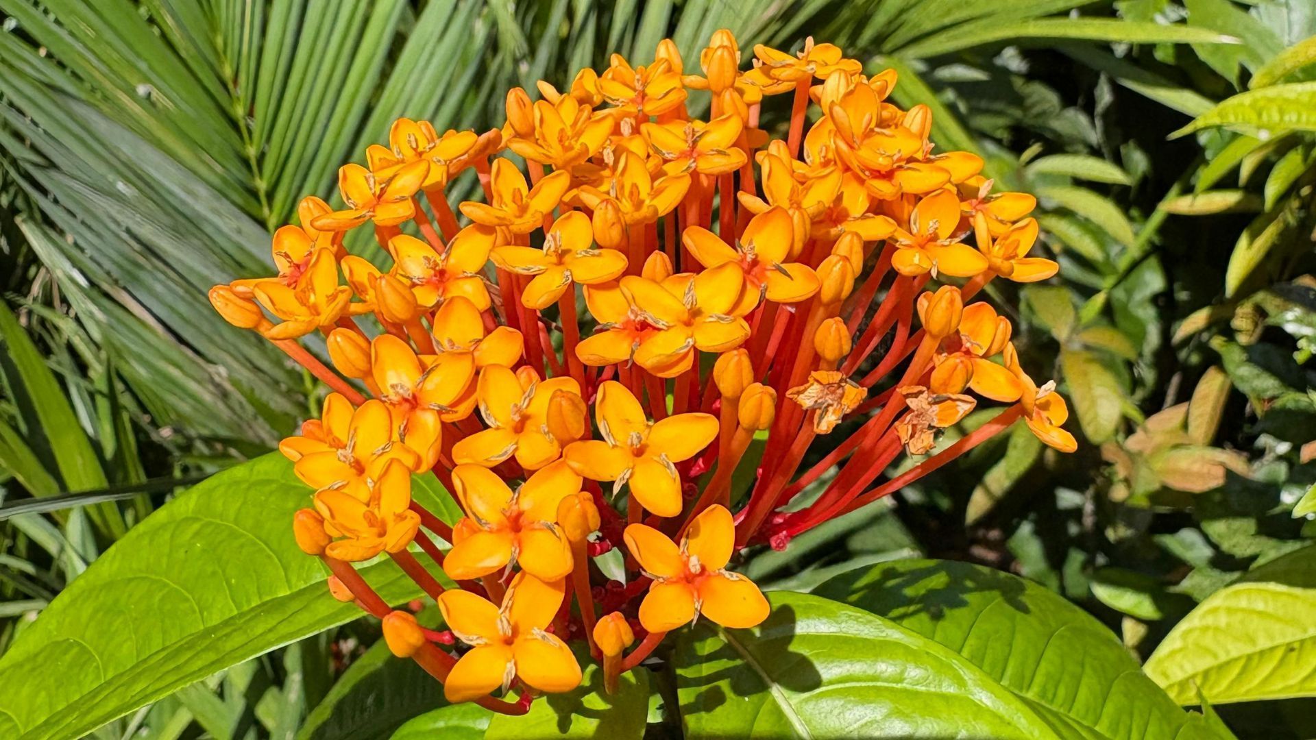 Singapore In Spring: Where To See The City’s Most Stunning Flowers