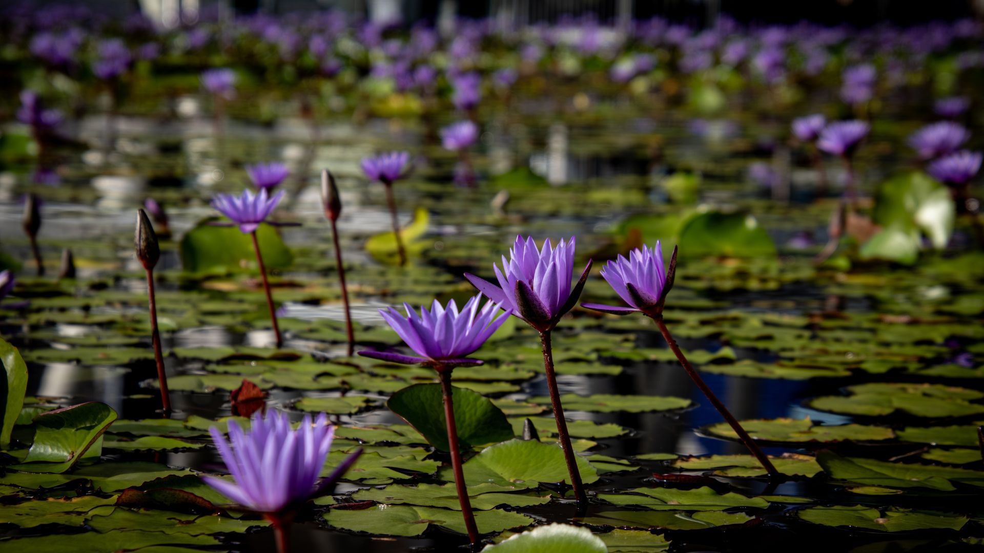 Singapore In Spring: Where To See The City’s Most Stunning Flowers