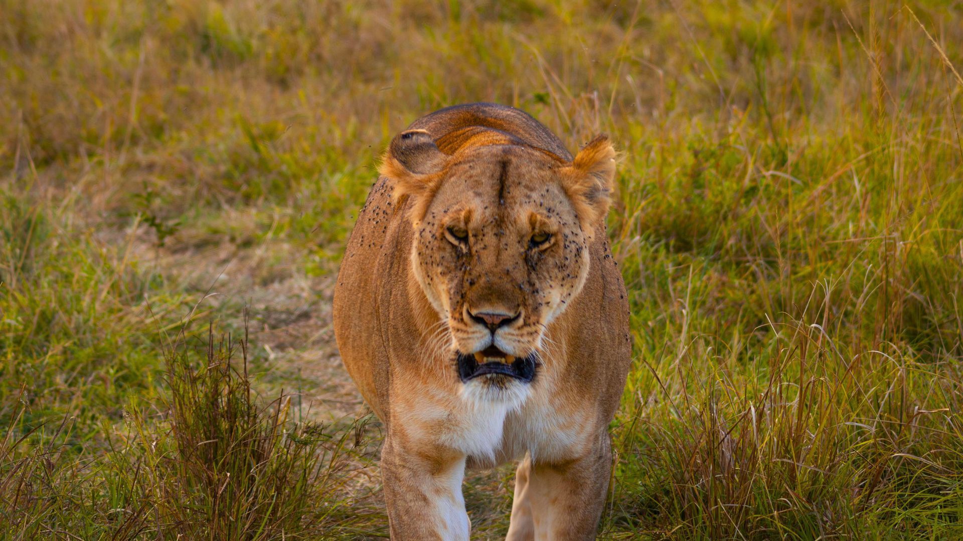 Best Safaris For Wildlife Sightings And Close Encounters: A Total Guide