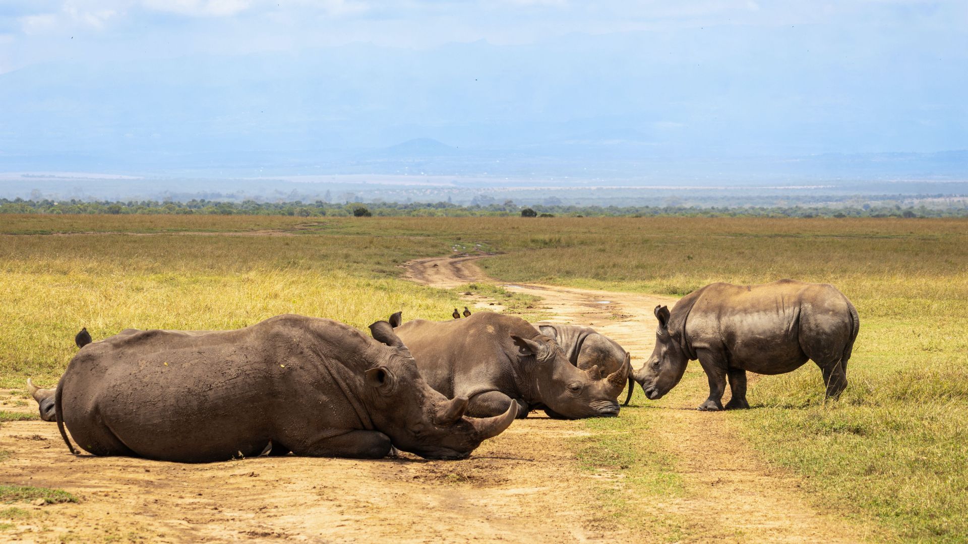 Best Safaris For Wildlife Sightings And Close Encounters: A Total Guide